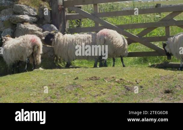 Sheep rubbing against dry stone wall next to wooden gate with other ...