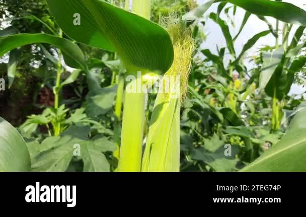 Corn cobs in the plant. Corn Maize Agriculture Nature Field. Green corn field. agricultural crop ...