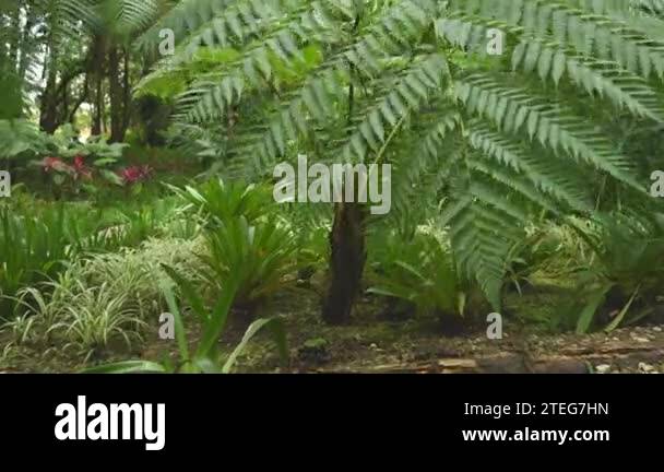 Leaves of exotic plant like fern. Video horizontal 4K. Tropical tree in ...