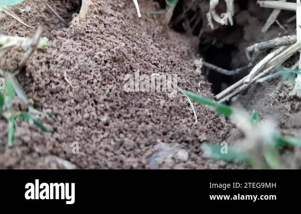 Ants are making their home and Digging the soil from inside is bringing ...