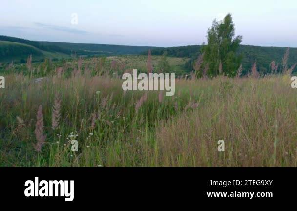 Melinis minutiflora Stock Videos & Footage - HD and 4K Video Clips - Alamy
