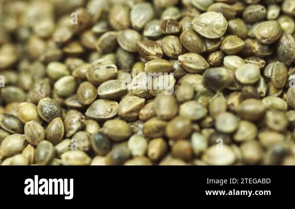 Numerous cannabis seeds were poured into heaps..Heaps of cannabis seeds ...