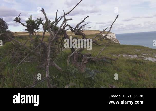 Beautiful nature at the white cliffs of Dover on the British coast ...