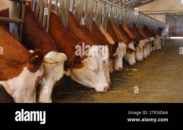 Livestock farm farm cows Stock Videos & Footage - HD and 4K Video Clips ...