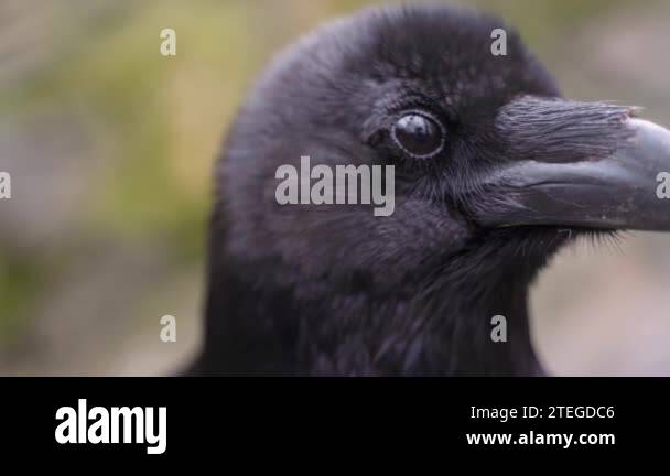 Sharp beak Stock Videos & Footage - HD and 4K Video Clips - Alamy