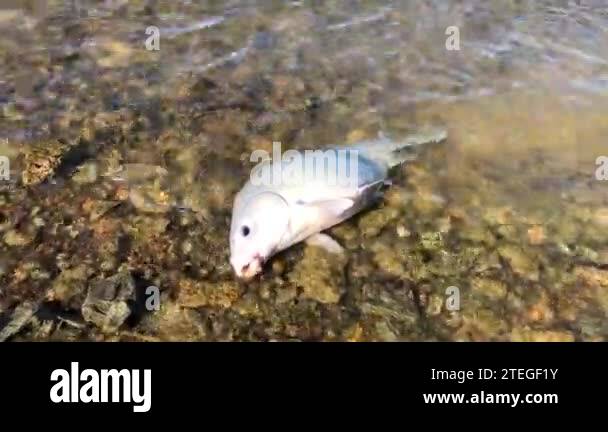 Close-up bended blue fishing pole with method feeder and hooked ...