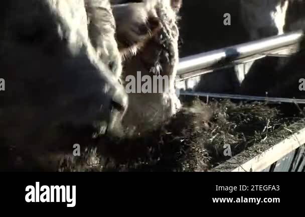 Cows Eating Hay in a Feedlot, Young Man Feeding Cattle in a Rural Field ...