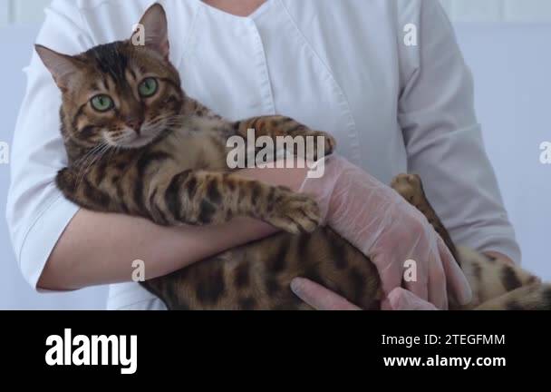 A large cat in the hands of a veterinarian. The Bengal cat looks ...