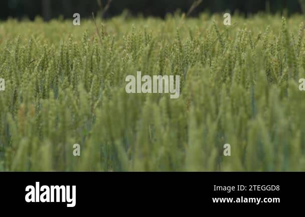 Wheat field ears of wheat swaying from the gentle wind. Rye agriculture ...