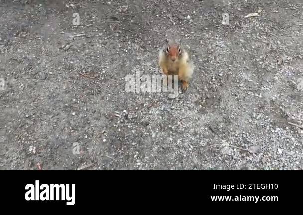Chubby Ground Squirrel Standing Up on its Hind Legs and Running at a ...