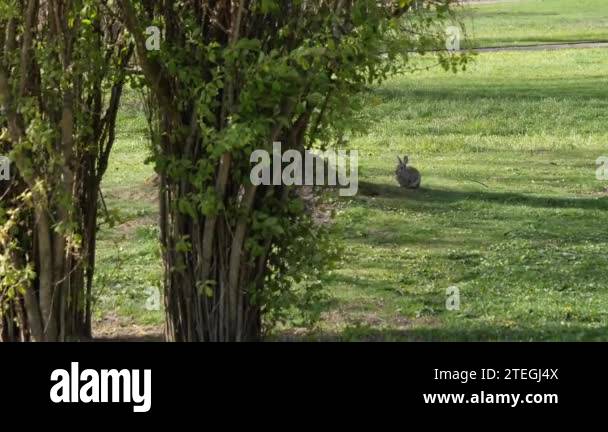Rabbit next to a tree Stock Videos & Footage - HD and 4K Video Clips ...