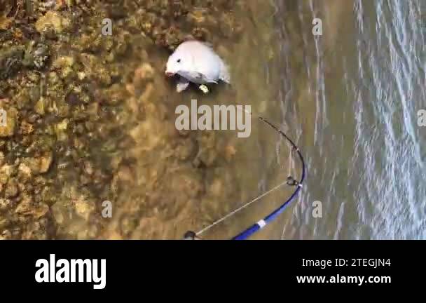 Native texas stone Stock Videos & Footage - HD and 4K Video Clips - Alamy