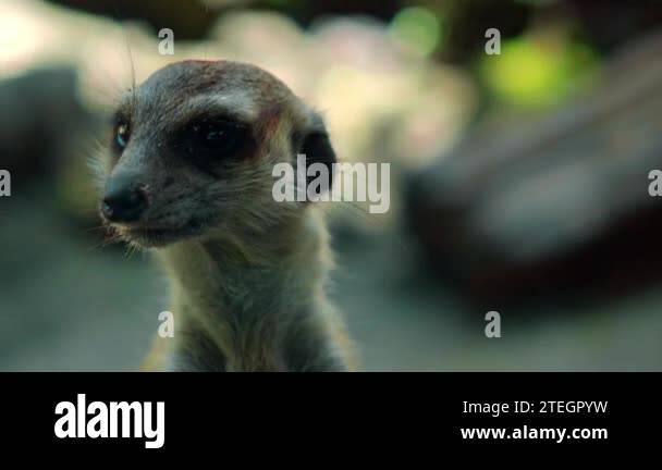 A family of African Suricate in their habitat dig into a squeeze and ...