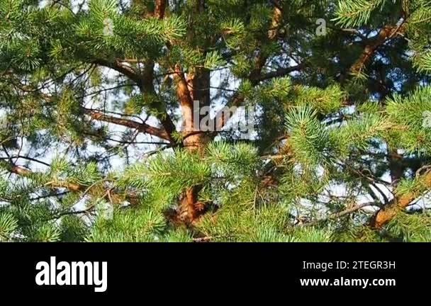 Pine branches sway in the wind at the golden hour in the evening. Pinus ...