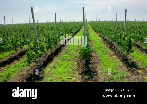 Planting fruit trees from a birds eye view. Young seedlings of fruit ...