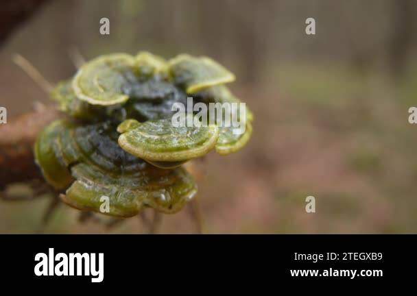 Fungus is a parasite Stock Videos & Footage - HD and 4K Video Clips - Alamy