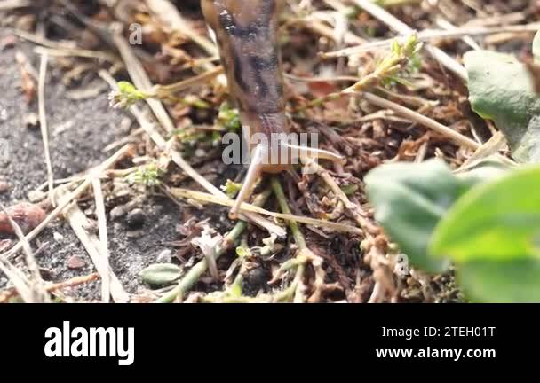 A great slug (lat. Limax maximus) crawls along the paths in the garden ...