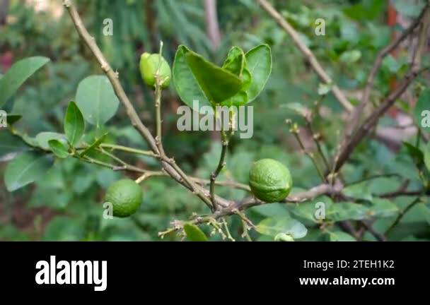 Djeruk limau commonly know as lime or lemon hanging on a tree in an ...