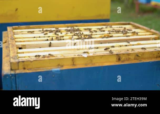 Beehive honey bees Stock Videos & Footage - HD and 4K Video Clips - Alamy