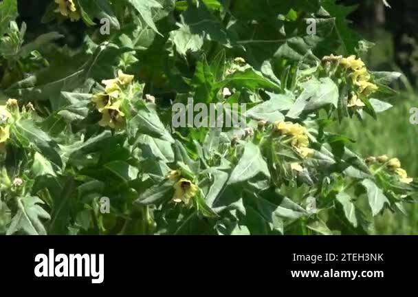 Niger plant Stock Videos & Footage - HD and 4K Video Clips - Alamy
