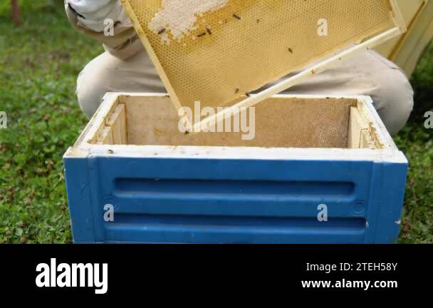 Beekeeper at Work. Bee keeper lifting shelf out of hive. The beekeeper ...