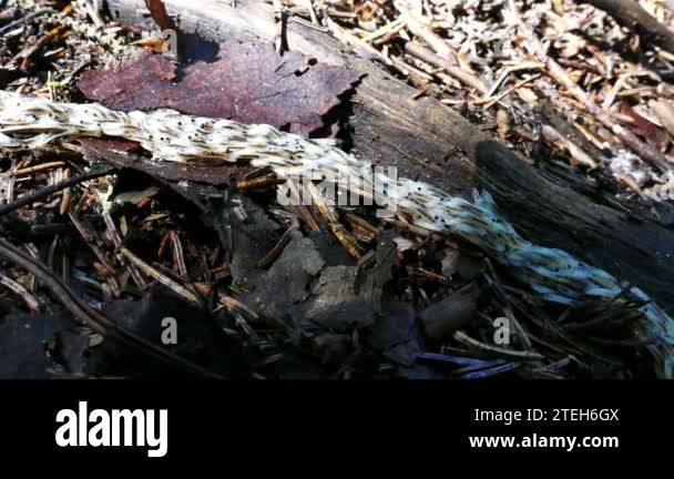 Massive migration Stock Videos & Footage - HD and 4K Video Clips - Alamy