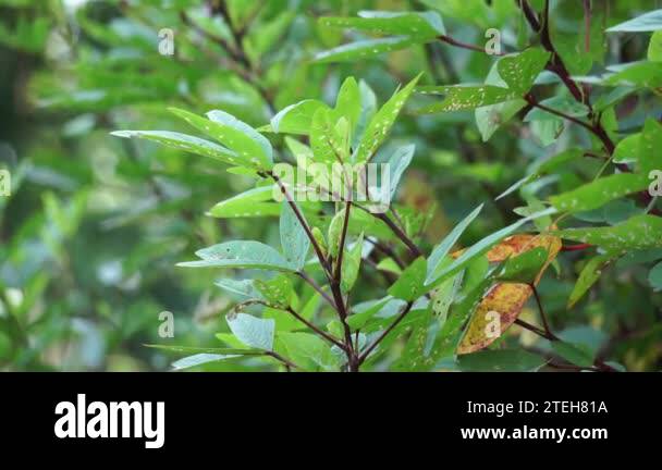 Rosella plant called roselle natural Stock Videos & Footage - HD and 4K ...