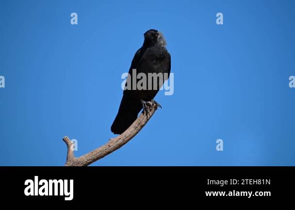 Corvidae species Stock Videos & Footage - HD and 4K Video Clips - Alamy