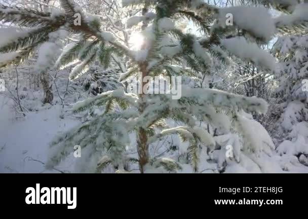 Winter snow cover tree Stock Videos & Footage - HD and 4K Video Clips ...