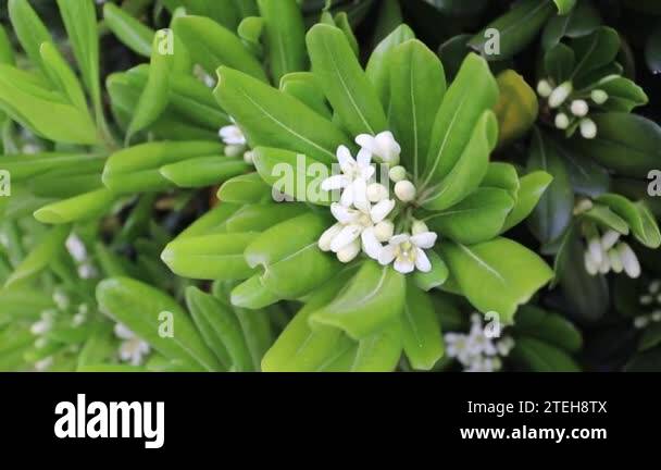 Pittosporum tobira flowering Stock Videos & Footage - HD and 4K Video ...