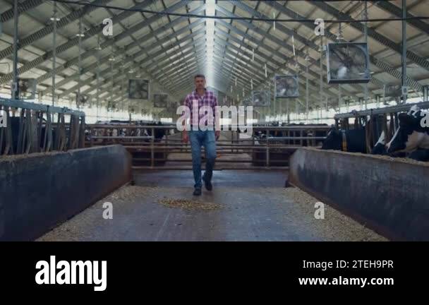 Agribusiness owner walking cowshed between rows livestock stalls ...