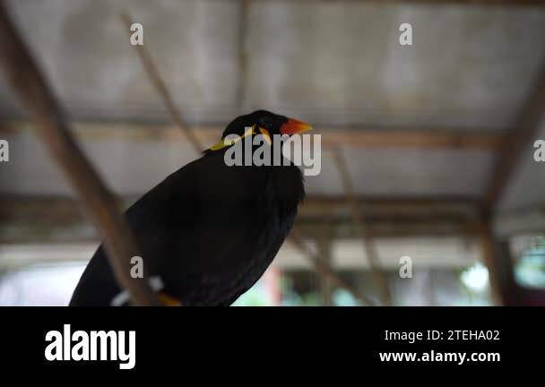 Gracula religiosa myna bird talking in a cage, Thailand. The common ...