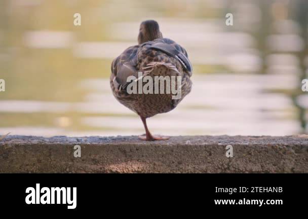 Mallard foot Stock Videos & Footage - HD and 4K Video Clips - Alamy