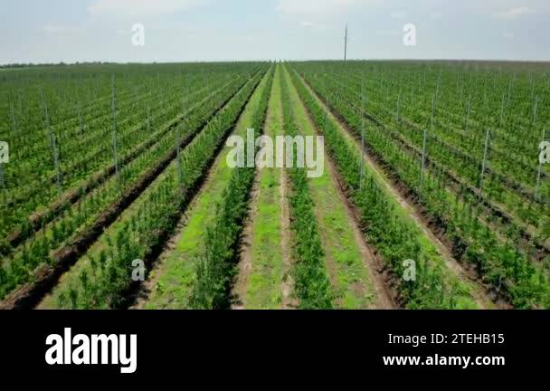 Planting fruit trees from a birds eye view. Young seedlings of fruit trees in a plant nursery ...