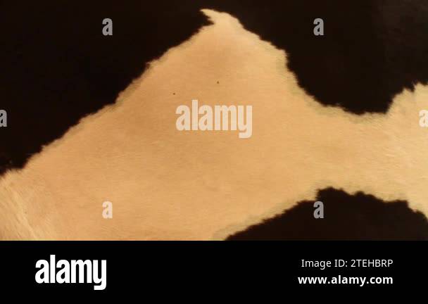 Cow texture Stock Videos & Footage - HD and 4K Video Clips - Alamy