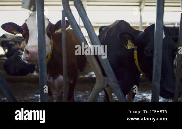 Two cows standing stall looking camera on farmland cowshed closeup ...