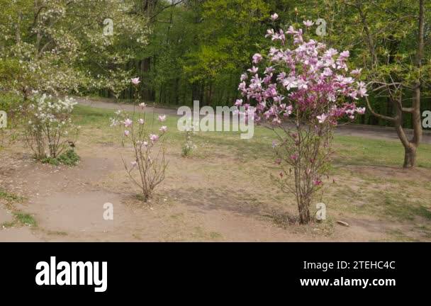 Rosebush flowering Stock Videos & Footage - HD and 4K Video Clips - Alamy