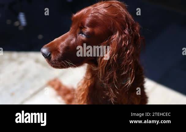 Cute irish setter face Stock Videos & Footage - HD and 4K Video Clips ...