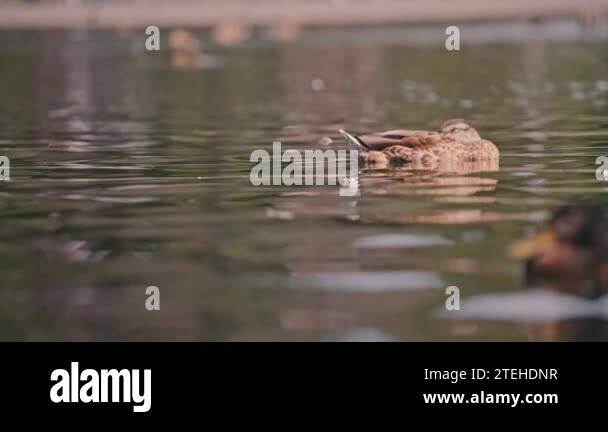 Sleeping on water Stock Videos & Footage - HD and 4K Video Clips - Alamy