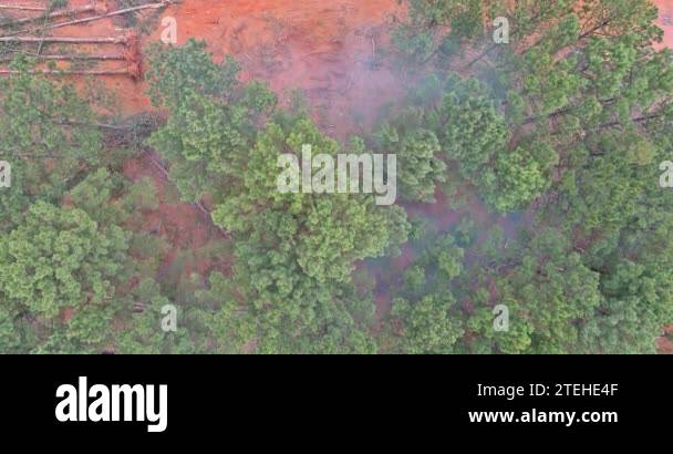 Uprooting of trees use a dozer during the deforestation process and ...