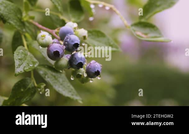 High blueberry highbush swamp Stock Videos & Footage - HD and 4K Video ...