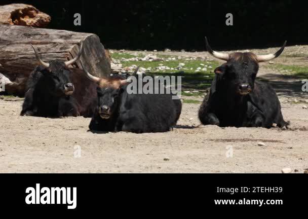 Heck cattle, Bos primigenius taurus, claimed to resemble the extinct ...