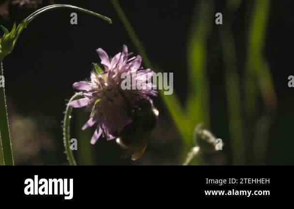 Bumblebee photography Stock Videos & Footage - HD and 4K Video Clips ...