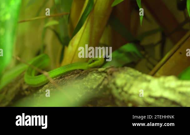 Close up of The rhinoceros ratsnake aka Gonyosoma boulengeri crawling ...