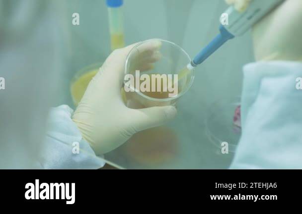 Food laboratory, meat processing plant.Test, quality check. sample of ...