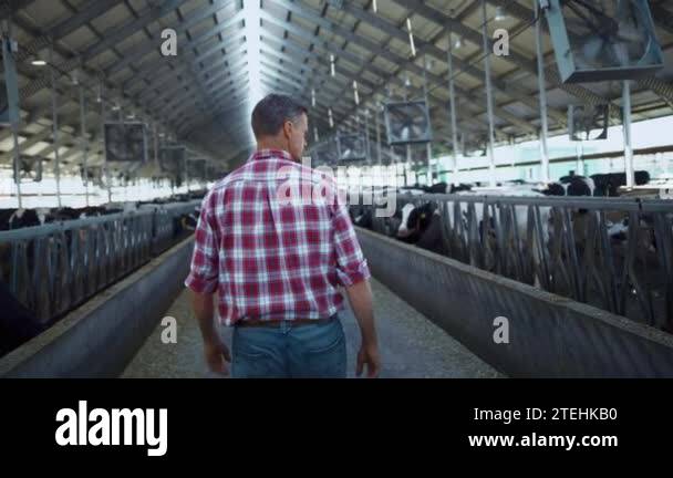 Farming specialist analysing dairy farm production process walking in ...