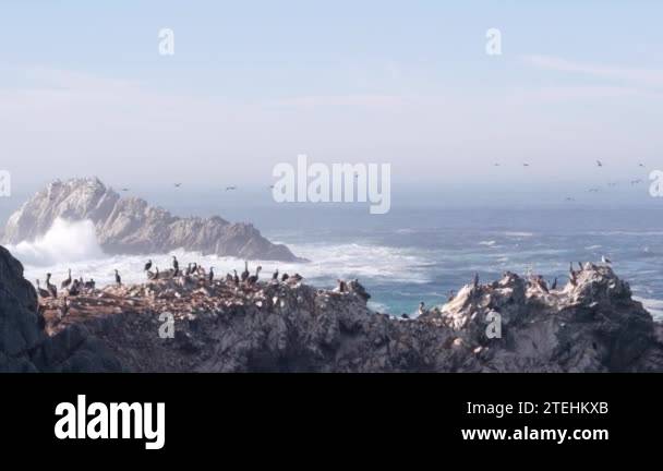 Flock of brown pelicans on cliff, rocky island in ocean, Point Lobos ...