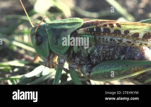 Labial palps Stock Videos & Footage - HD and 4K Video Clips - Alamy
