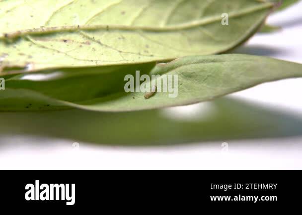 First instar Monarch caterpillar, tiny caterpillar of Plain Tiger ...