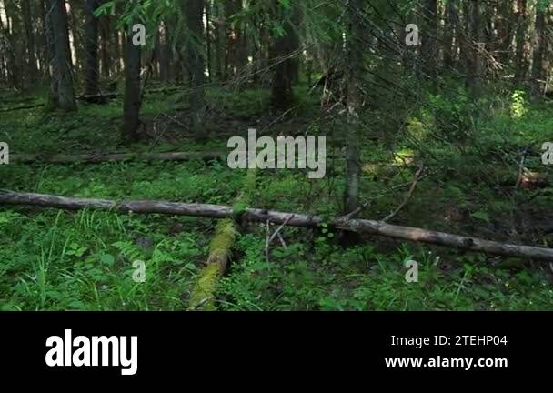 Taiga biome dominated by coniferous forests. Picea spruce, genus of ...